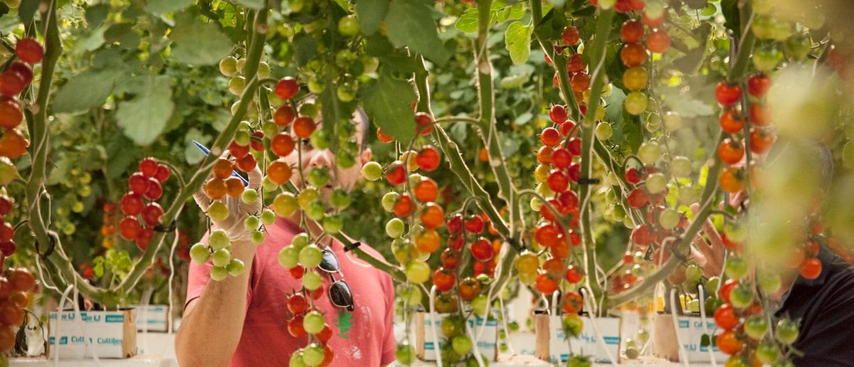 Agri-tech business lands $100m to support food security in UAE and ...